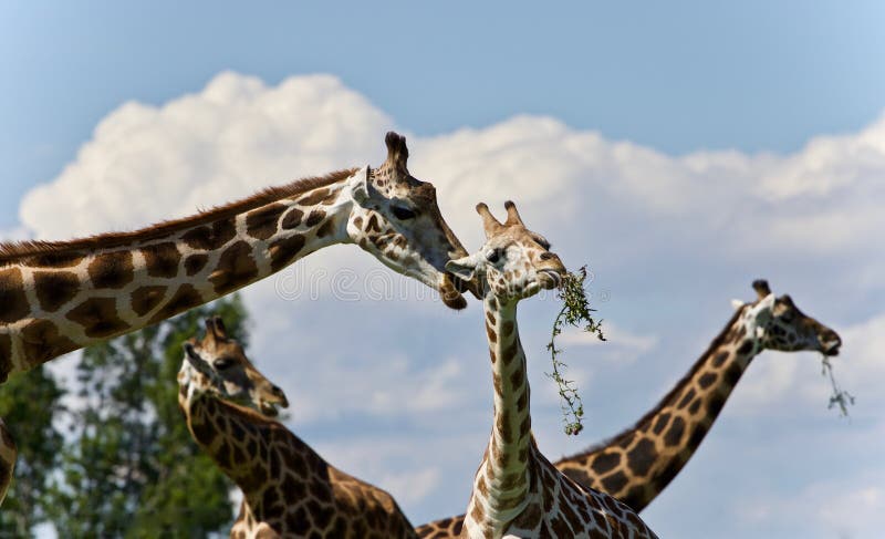 Image of Four Cute Giraffes Eating Leaves Stock Image - Image of hair ...