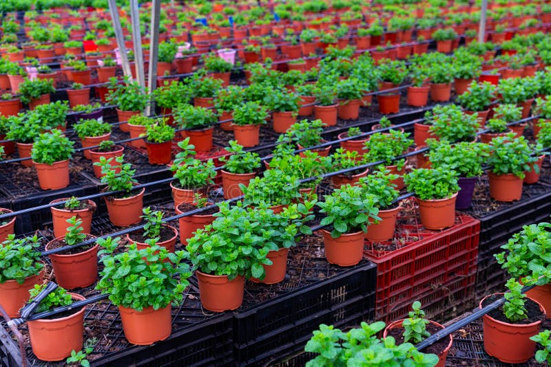 Pots with Mint Seedlings in Glasshouse Stock Image - Image of melissa ...