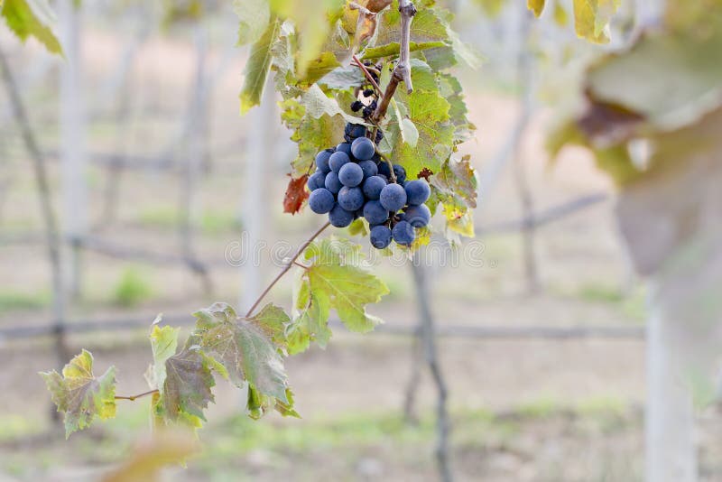 An Image of Fresh Blue Grapes on a Tree Stock Photo - Image of food ...