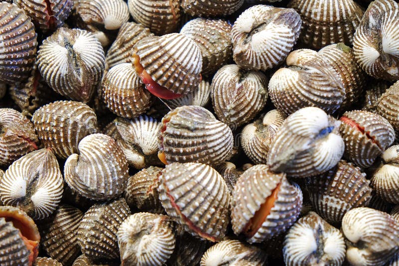 Image of Fresh Cockle stock image. Image of scallop - 188037501