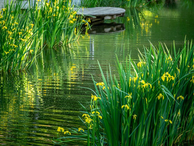 Image of Fresh Flowers at a Pond Stock Photo - Image of blossom ...