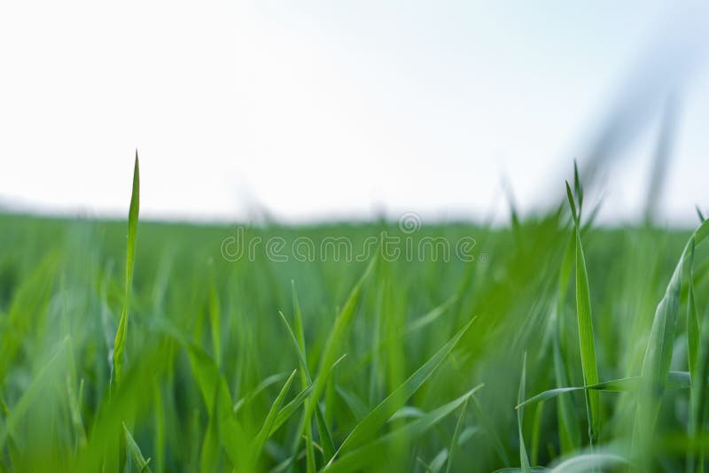 Image of Fresh Green Grass Field and Bright Sky. Summer Day. Stock ...