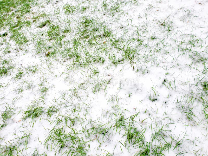 Closeup Image of Fresh Green Grass at Spring Covered Melted Snow Stock ...