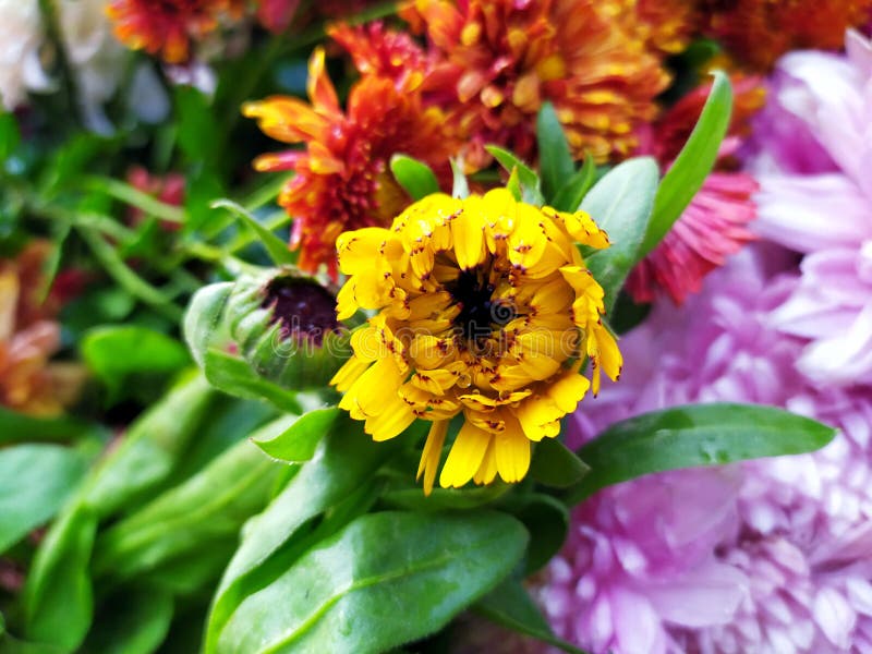 Fresh Multi Color Flower Put on a Flower Shop Stock Photo - Image of ...