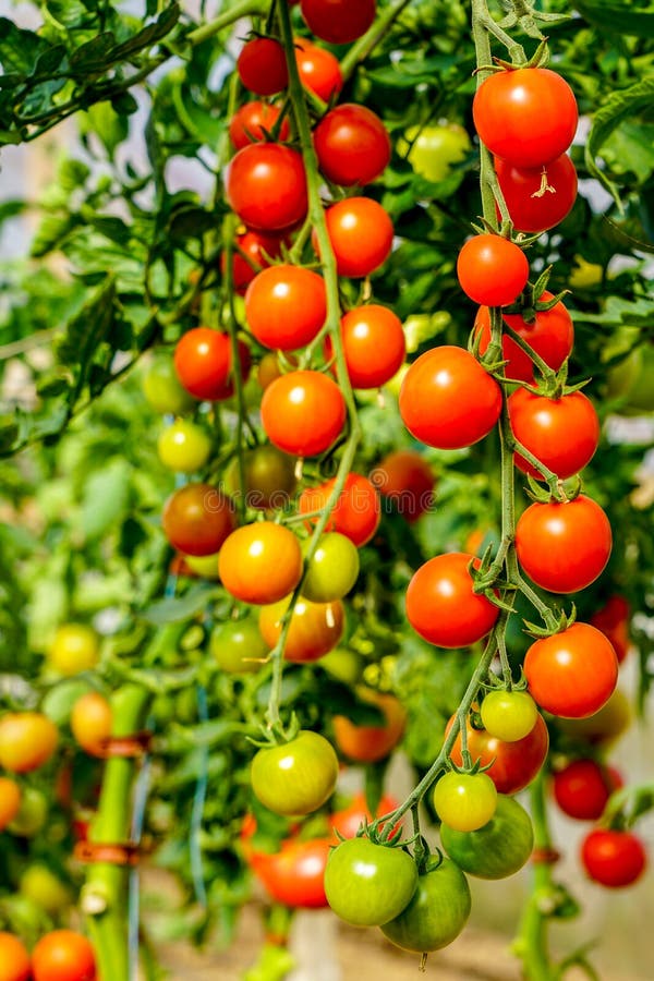 Image of Fresh Organic Cherry Tomatoes on Tree Stock Photo - Image of ...