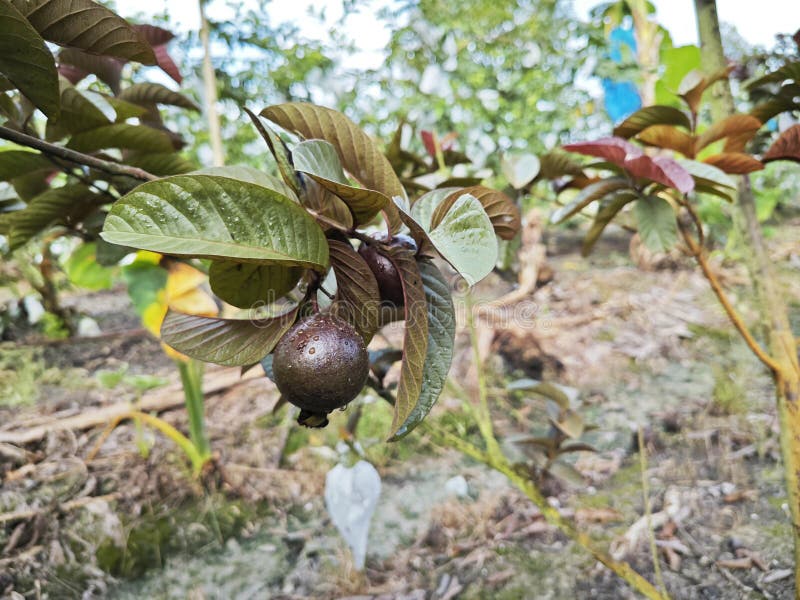 The Fresh Red Cattley Guava Fruit. Stock Photo - Image of juice, hold ...