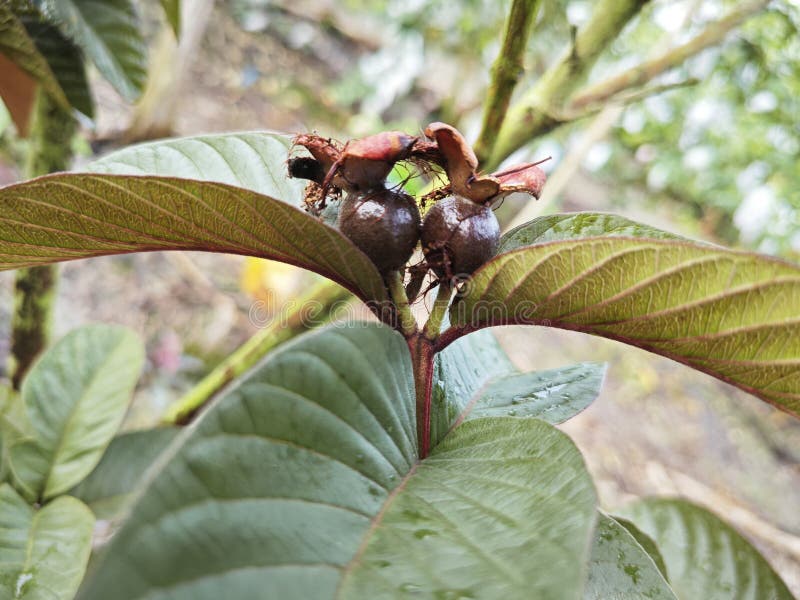 The Fresh Red Cattley Guava Fruit. Stock Photo - Image of nature ...