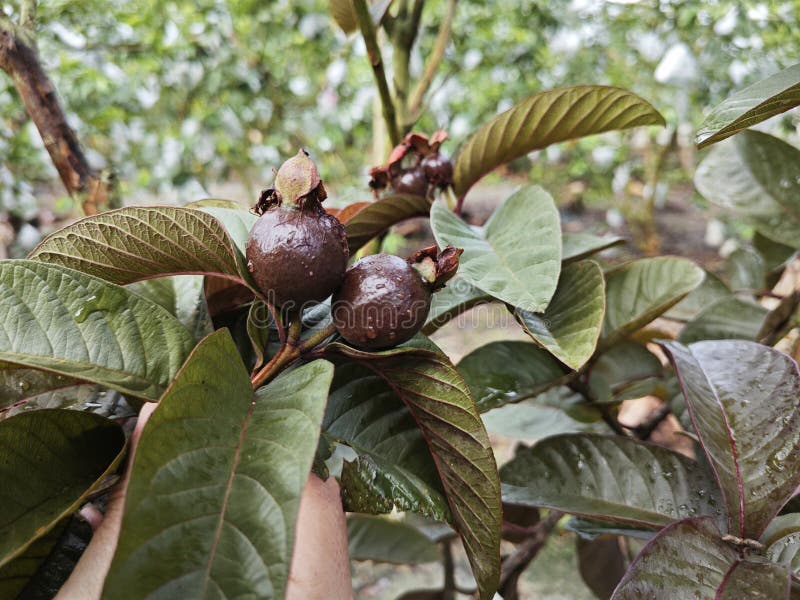 The Fresh Red Cattley Guava Fruit. Stock Image - Image of guajava, leaf ...