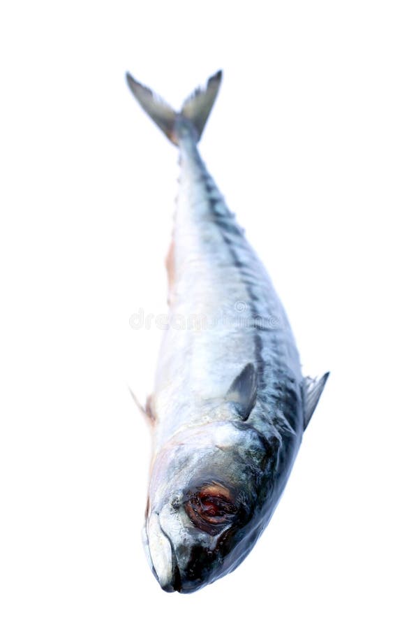 Image of fresh saba fish stock image. Image of diet, asia - 73535703