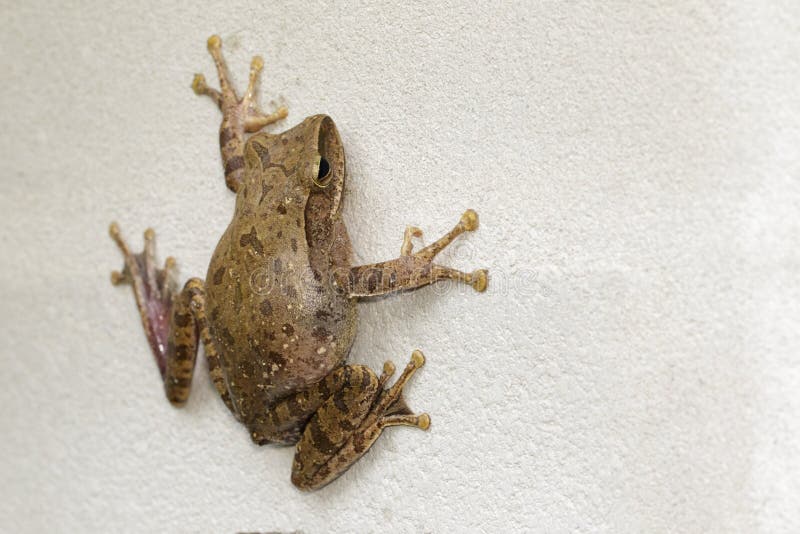 Image of Frog, Polypedates Leucomystax,polypedates Maculatus. Stock ...