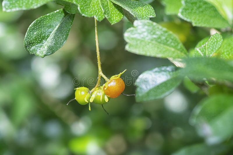 Fruit and Flora of the Murraya Paniculata Bushy Plant Stock Photo ...