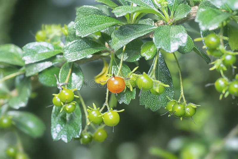 Fruit and Flora of the Murraya Paniculata Bushy Plant Stock Image ...