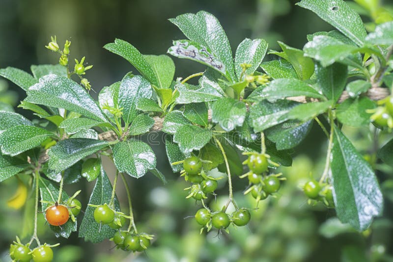 Fruit and Flora of the Murraya Paniculata Bushy Plant Stock Photo ...