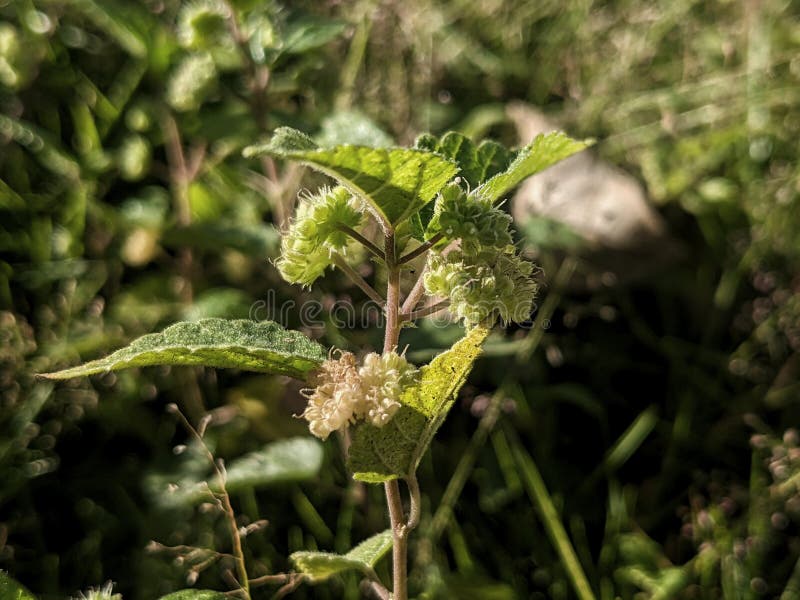 Image of the Fruit of the Hyptis Plant Stock Photo - Image of hyptis ...