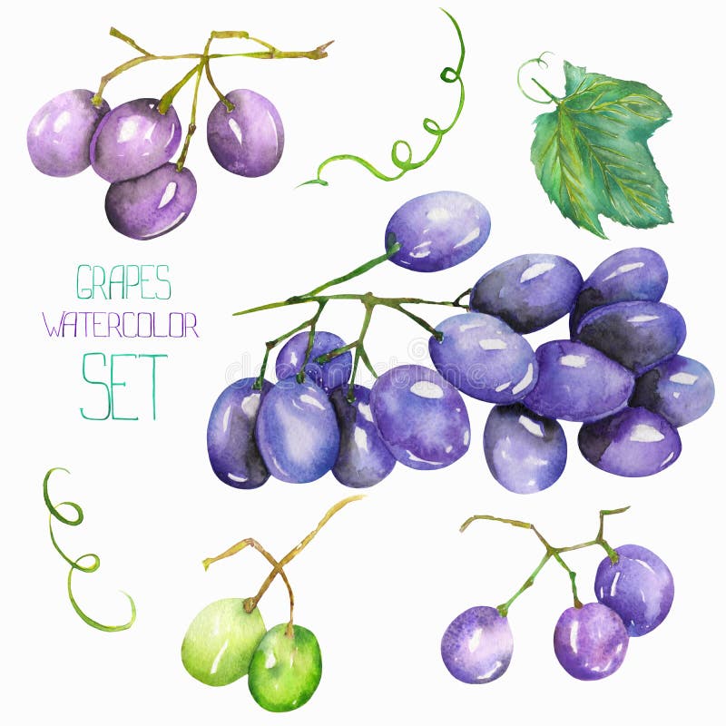Watercolor with a Bunch of Grapes Stock Illustration - Illustration of ...