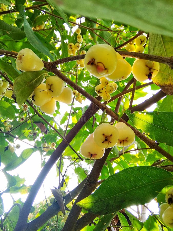Image of a Fruiting Water Apple Tree Stock Photo - Image of berry ...