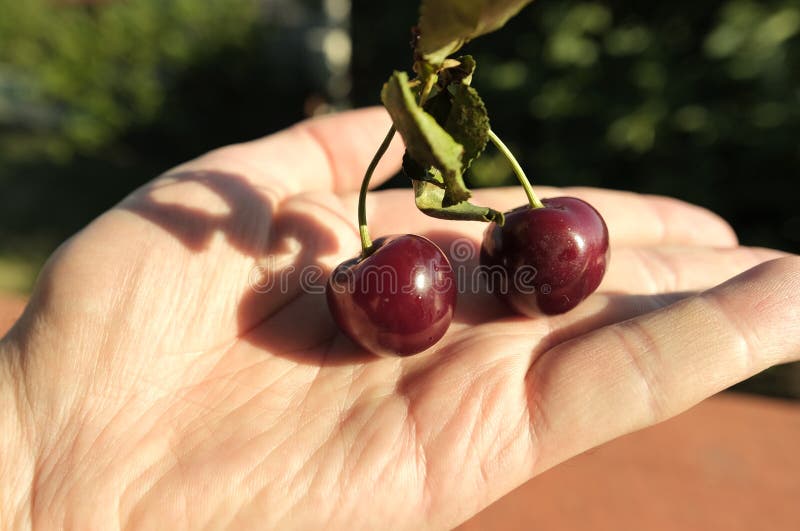 No Stem Cherries Stock Photos - Free & Royalty-Free Stock Photos from ...