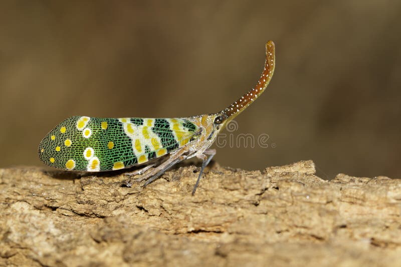 Image of Fulgorid Bug or Lanternfly Pyrops Oculata Stock Photo - Image ...