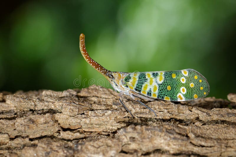 Image of Fulgorid Bug or Lanternfly Pyrops Oculata Stock Image - Image ...