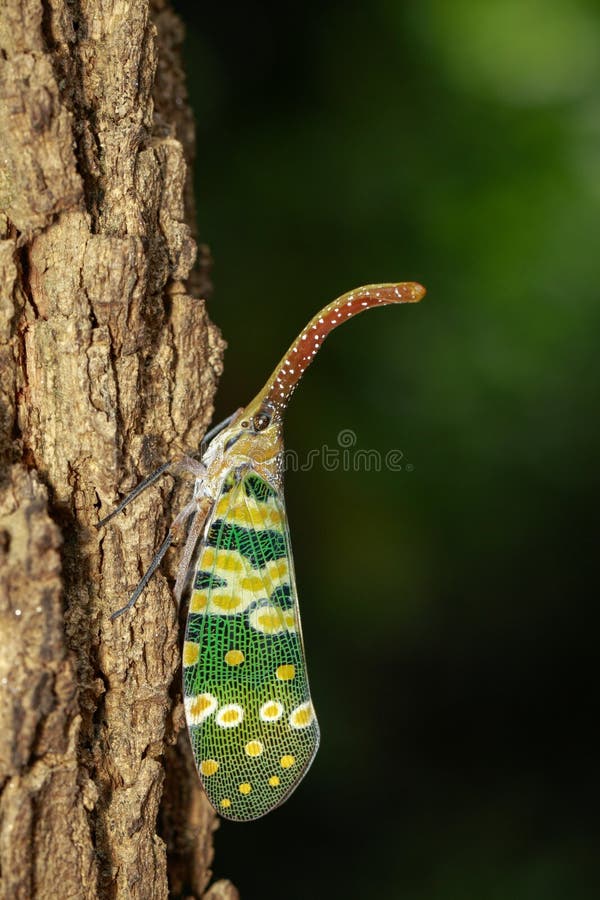 Image of Fulgorid Bug or Lanternfly Pyrops Oculata. Stock Photo - Image ...