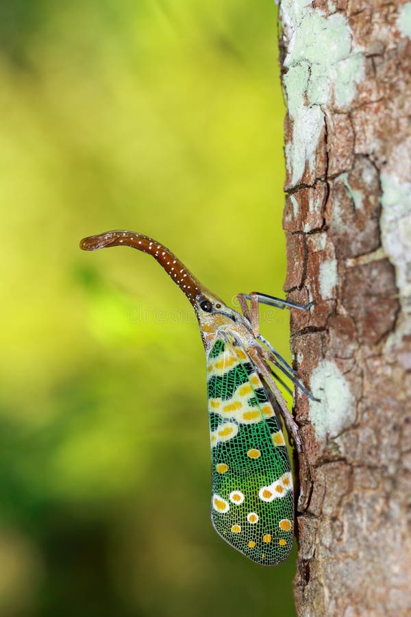 Image of Fulgorid Bug or Lanternfly Pyrops Oculata on Nature B Stock ...