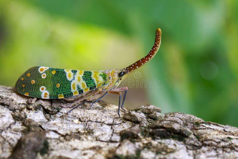 Image of Fulgorid Bug or Lanternfly Pyrops Oculata Stock Photo - Image ...