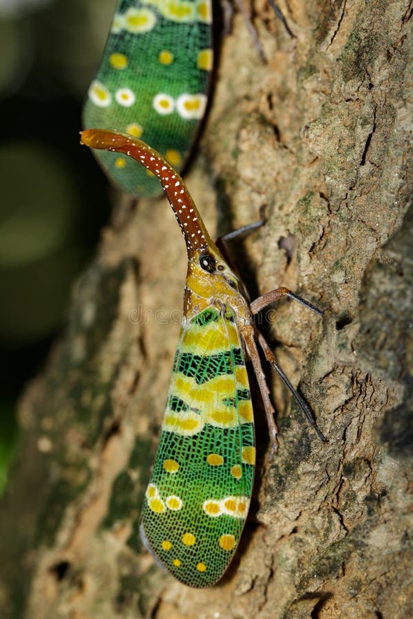 Image of Fulgorid Bug or Lanternfly Pyrops Oculata on Tree. Stock Image ...