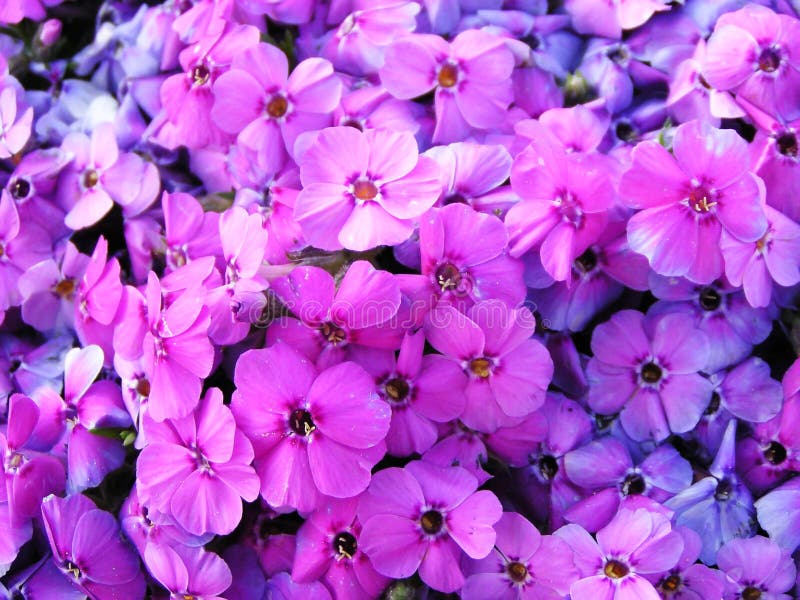 Image Full of Violet Flowers Stock Image - Image of coloured, beauty ...