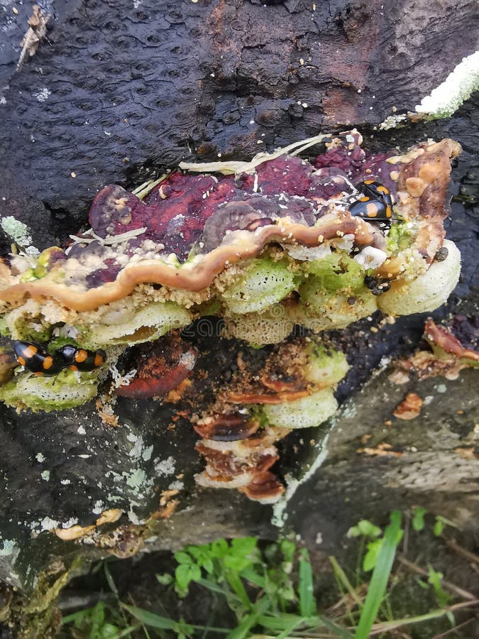 Fungus Beetle Crawling Around the Wild Rotting Wet Bracket Fungus ...