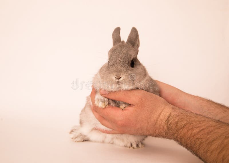 Image of a Funny Bunny Rabbit. Stock Photo - Image of portrait, color ...