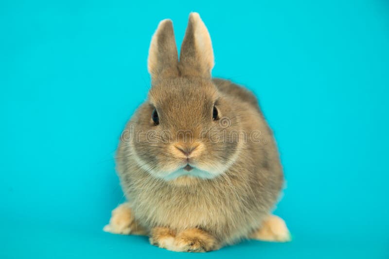 Image of a Funny Bunny Rabbit. Stock Image - Image of cute, little ...