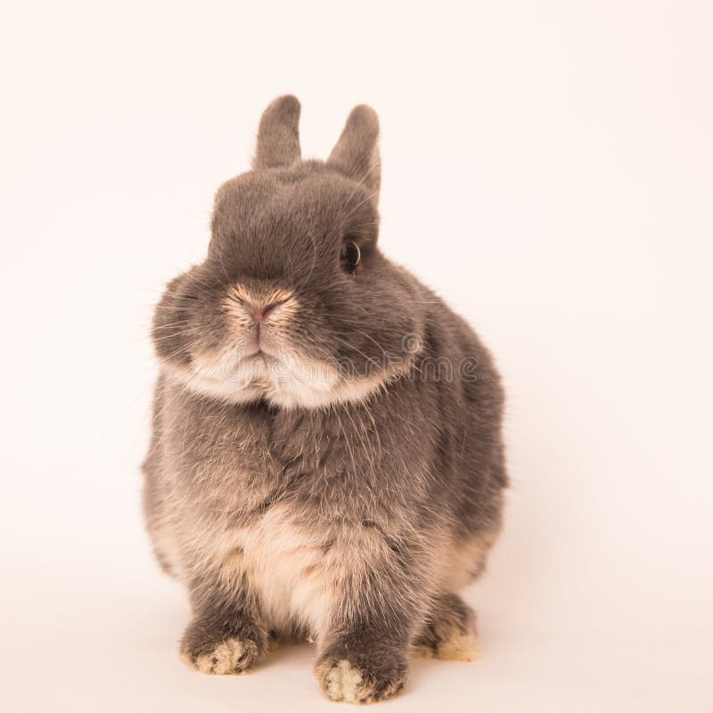 Image of a Funny Bunny Rabbit. Stock Image - Image of white, easter ...