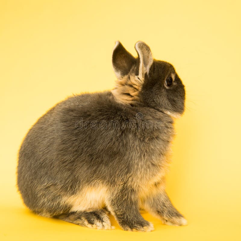 Image of a Funny Bunny Rabbit. Stock Image - Image of nature, pets ...