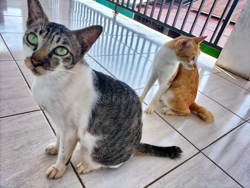 Funny cats stock image. Image of cats, cute, pants, kuaising - 288708555