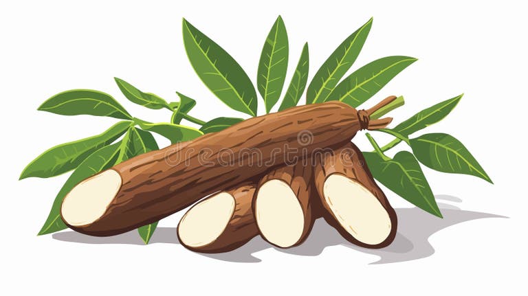 Cassava Vector Isolated Illustration for Agricultural Design Projects ...