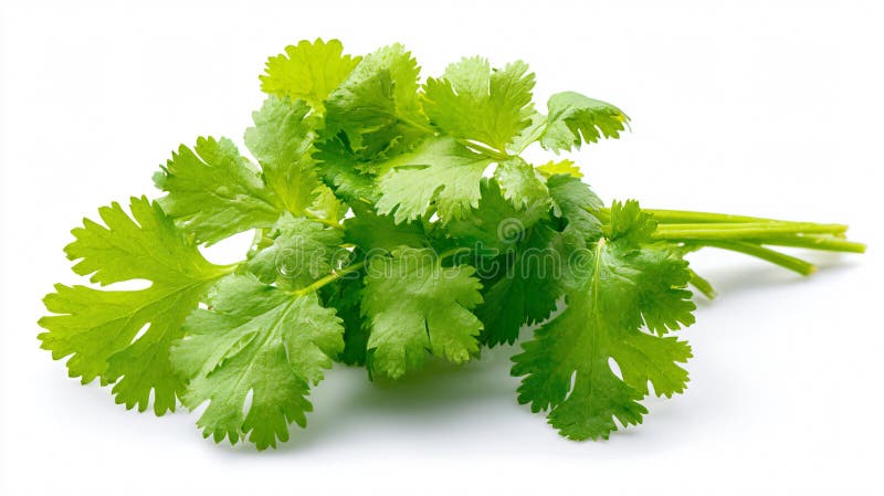 Fresh Cilantro Herb Isolated on White Background for Culinary Designs ...