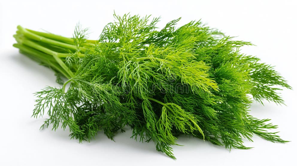 Fresh Green Dill Herb with Feathery Fronds - Culinary Ingredient ...