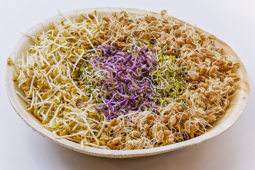 Image with germ mix stock image. Image of green, germinating - 240348729