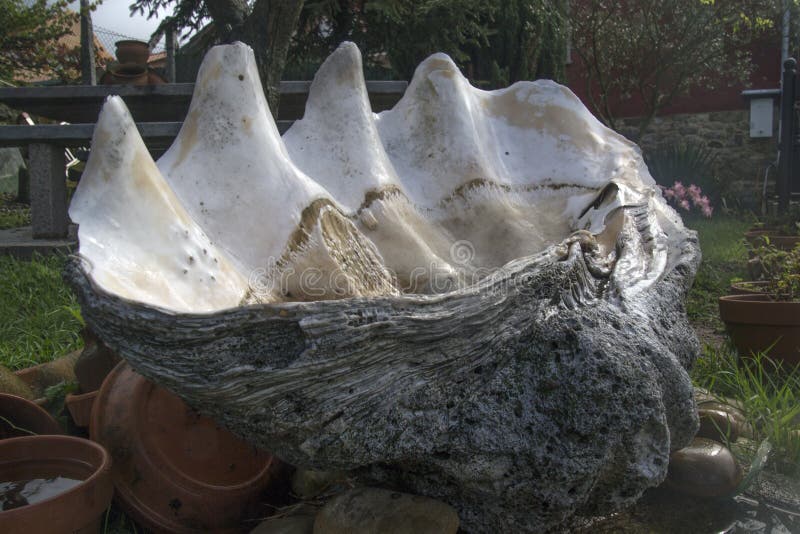 Giant Ruffled Clam Shell