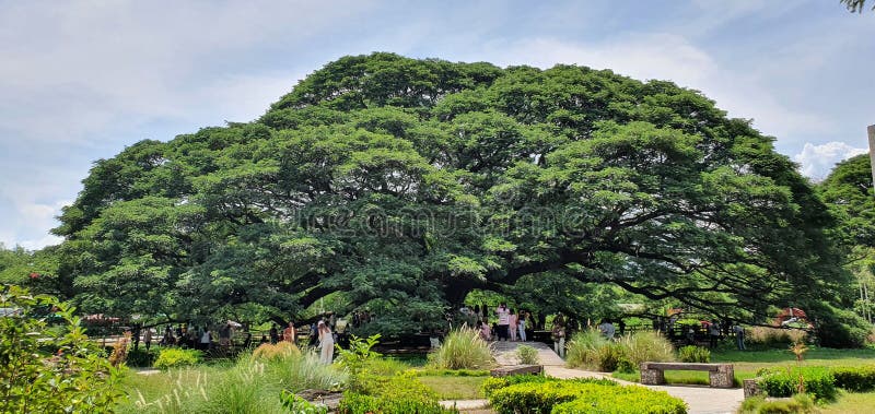 The Image of the Giant Tree in Kanchanaburi Thailand Stock Photo ...