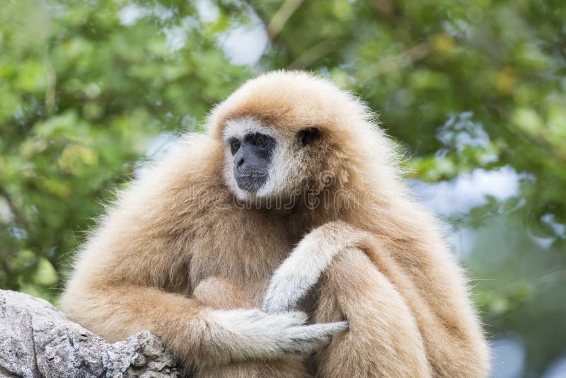 Image of a gibbon sitting. stock photo. Image of leucogenys - 79413710