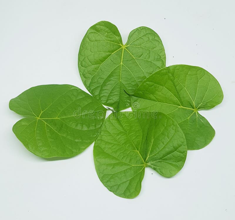 This is an Image of Giloy Leaves Stock Photo - Image of giloy ...