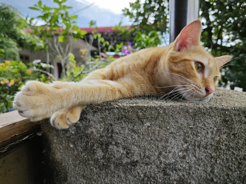Ginger-colored Playful Cat Resting on the Front Entrance Concrete ...