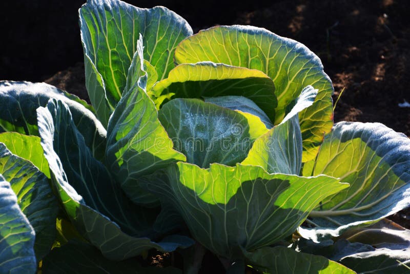 Cabbage stock photo. Image of glowing, december, edible - 106518498