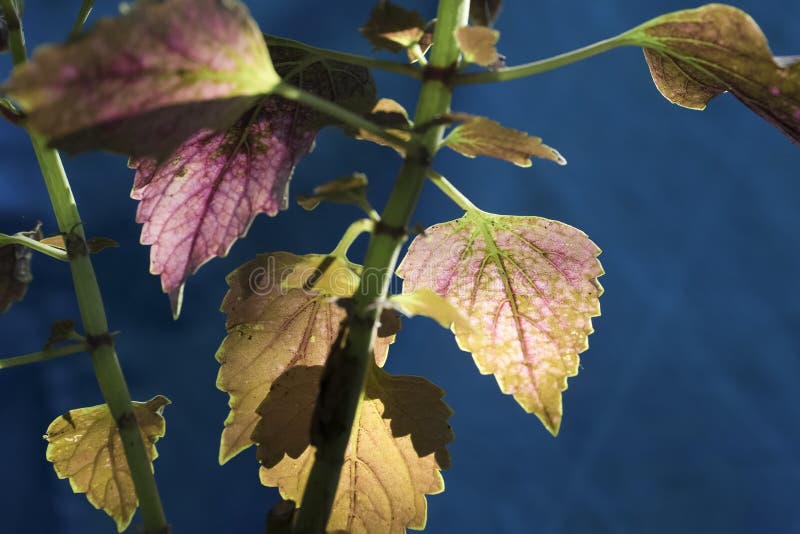 Image of Glowing Leaf in Sunlight Stock Photo - Image of plant, fresh ...