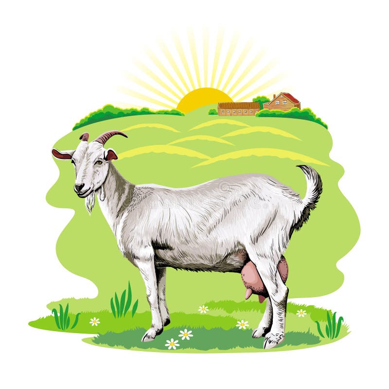 The Image of a Goat Grazing in a Pasture Stock Illustration ...