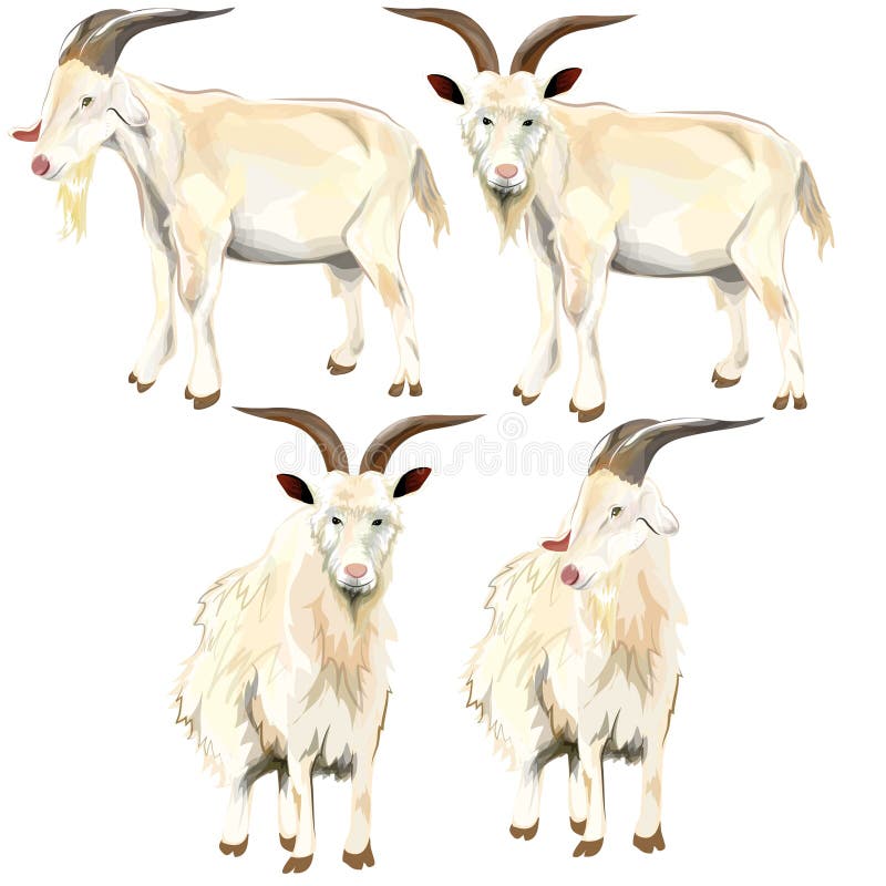 Charging Ram stock vector. Illustration of head, isolated - 59761874