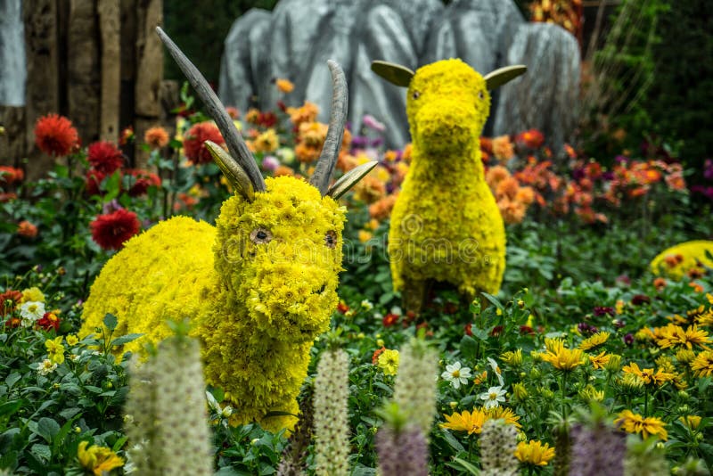 Flower goat stock photo. Image of pink, nature, outdoor - 133082024