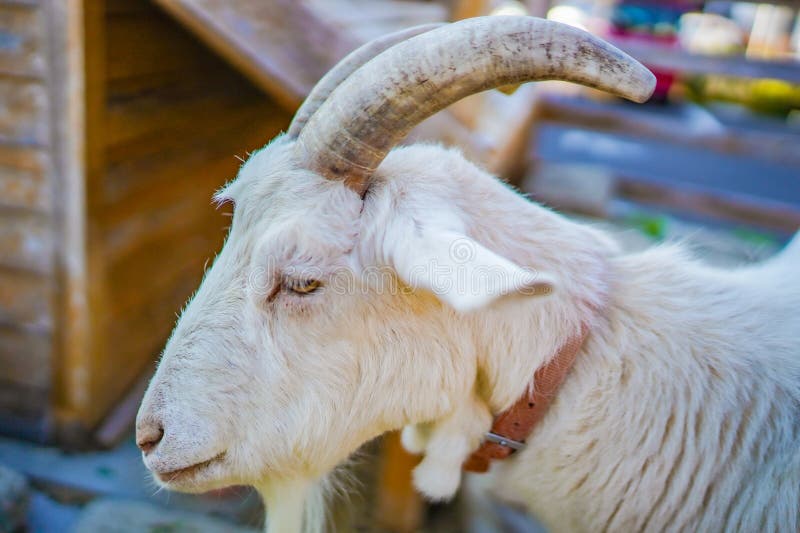 Image of goat stock photo. Image of mammals, walking - 277550008