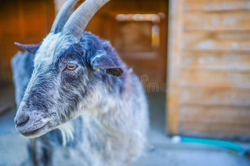 Image of goat stock photo. Image of lamb, cute, animals - 277551168